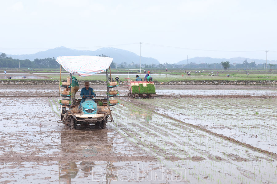 Vai trò các tổ hợp tác, hợp tác xã trong mở rộng diện tích lúa cấy bằng máy